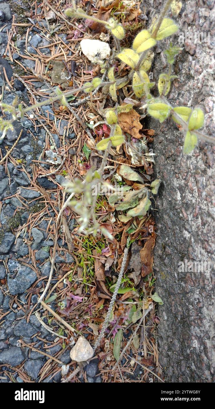 Sticky mouse-ear chickweed (Cerastium glomeratum Stock Photo - Alamy