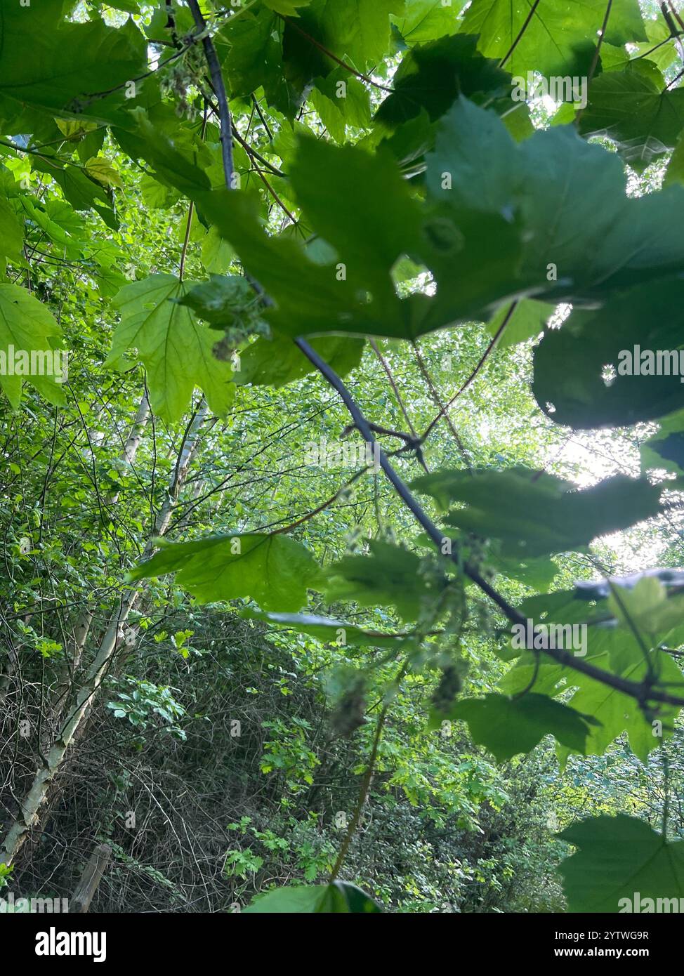 American sycamore (Platanus occidentalis Stock Photo - Alamy