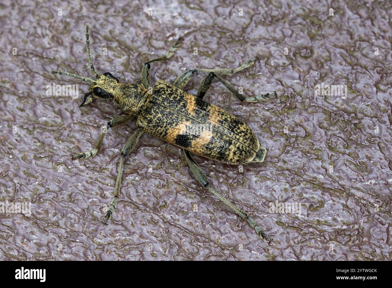 Blackspotted Longhorn Beetle (Rhagium mordax Stock Photo - Alamy