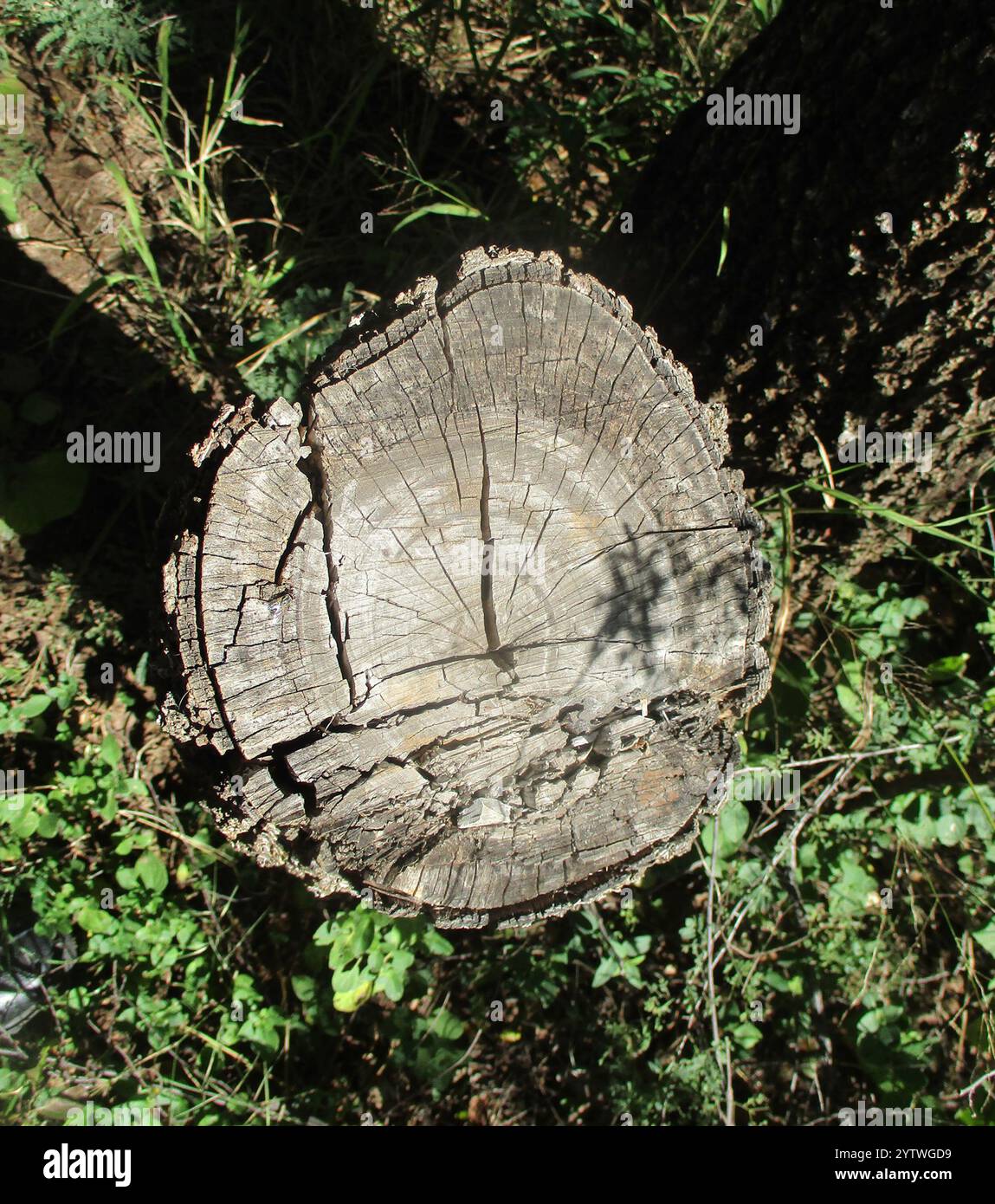 tamboti (Spirostachys africana Stock Photo - Alamy