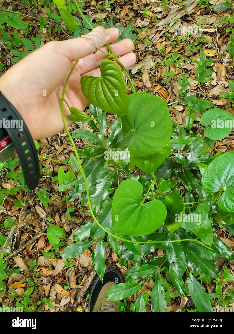 air potato (Dioscorea bulbifera Stock Photo - Alamy