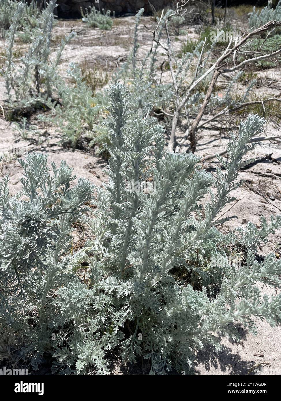 coastal sagewort (Artemisia pycnocephala Stock Photo - Alamy