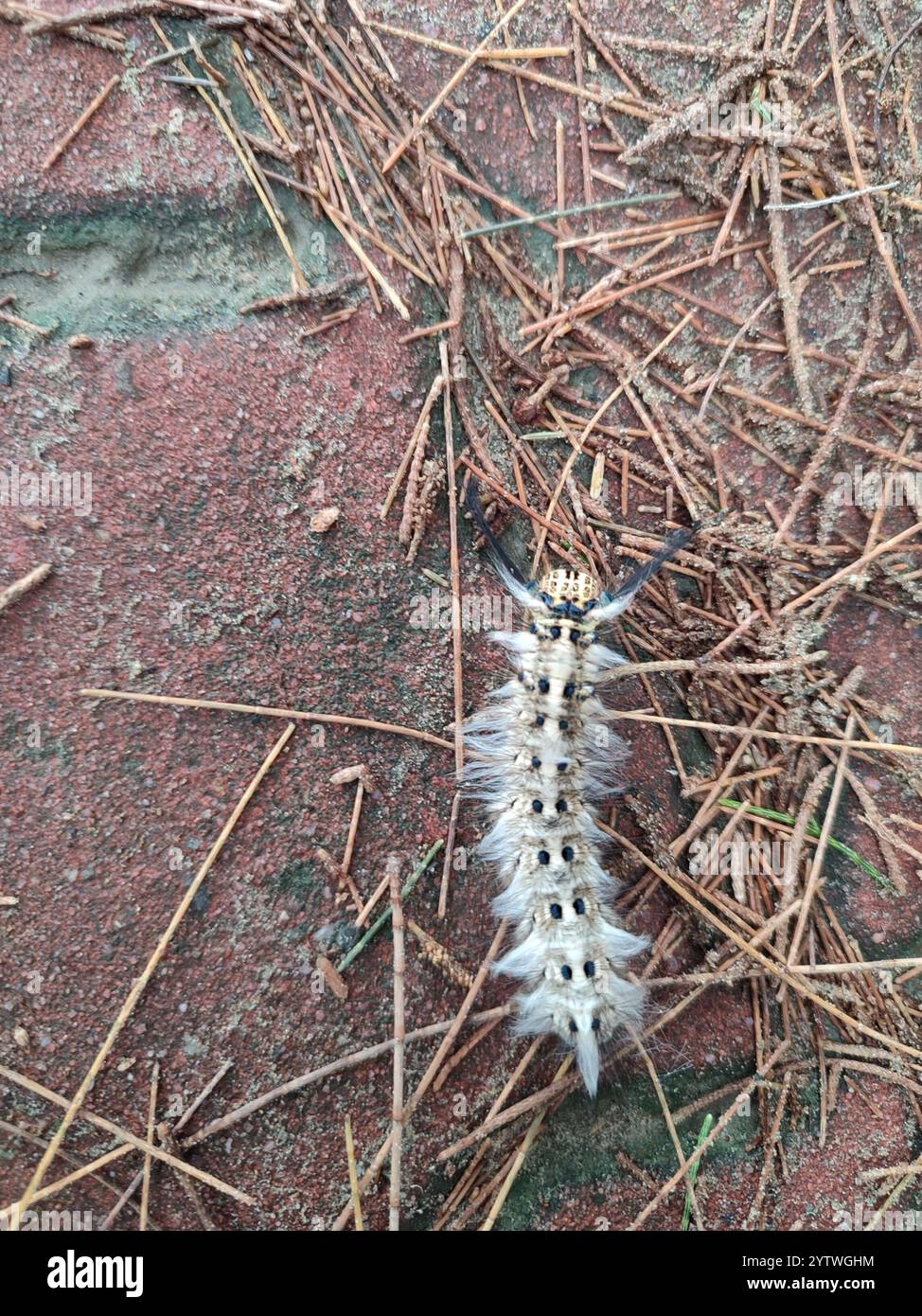 Rose Myrtle Lappet Moth (Trabala vishnou Stock Photo - Alamy
