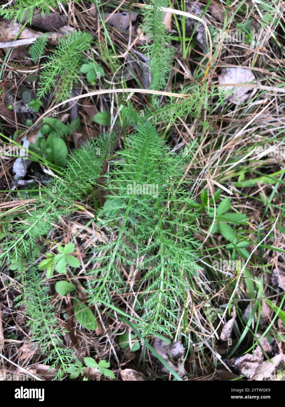 Northern Yarrow (Achillea millefolium borealis Stock Photo - Alamy