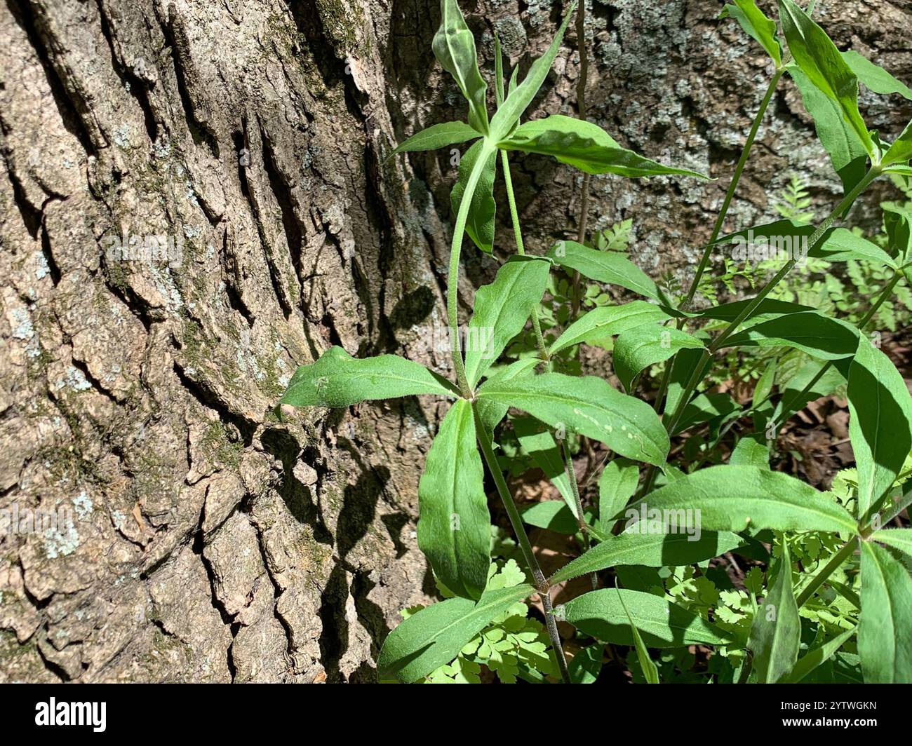 starry campion (Silene stellata Stock Photo - Alamy