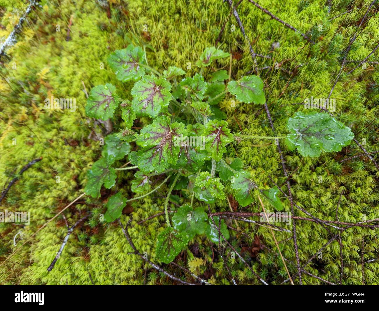 crevice alumroot (Heuchera micrantha Stock Photo - Alamy