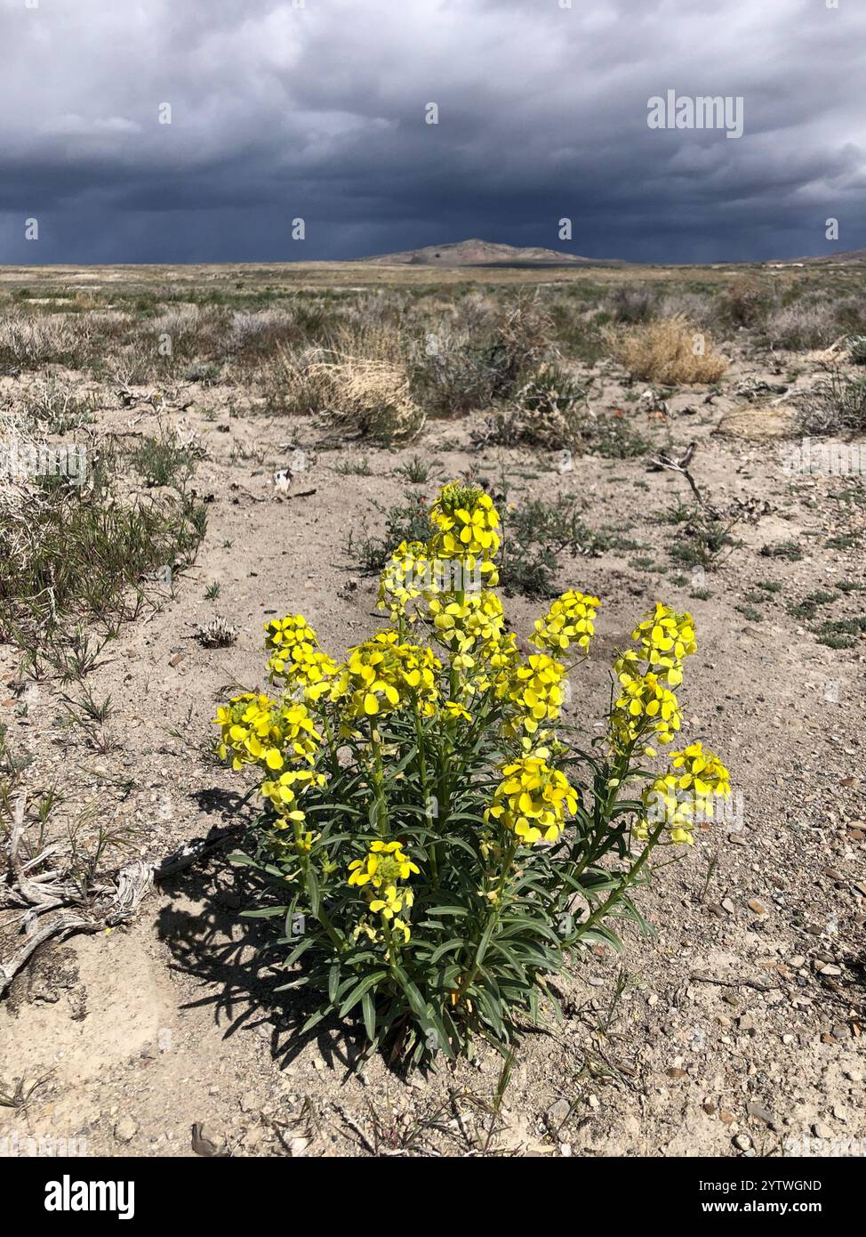 Prairie-rocket Wallflower (Erysimum asperum Stock Photo - Alamy