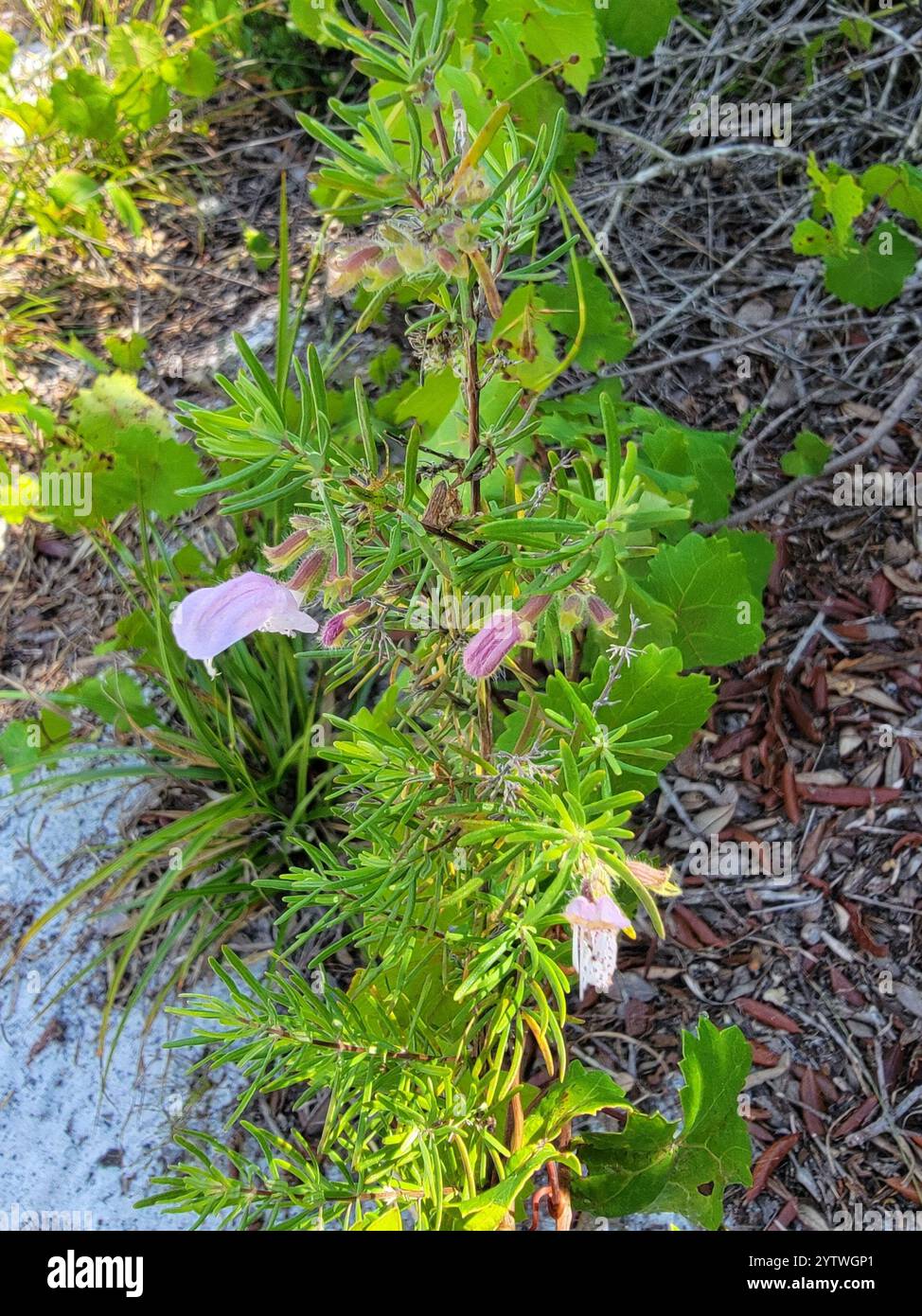 Largeflower False Rosemary (Conradina grandiflora Stock Photo - Alamy
