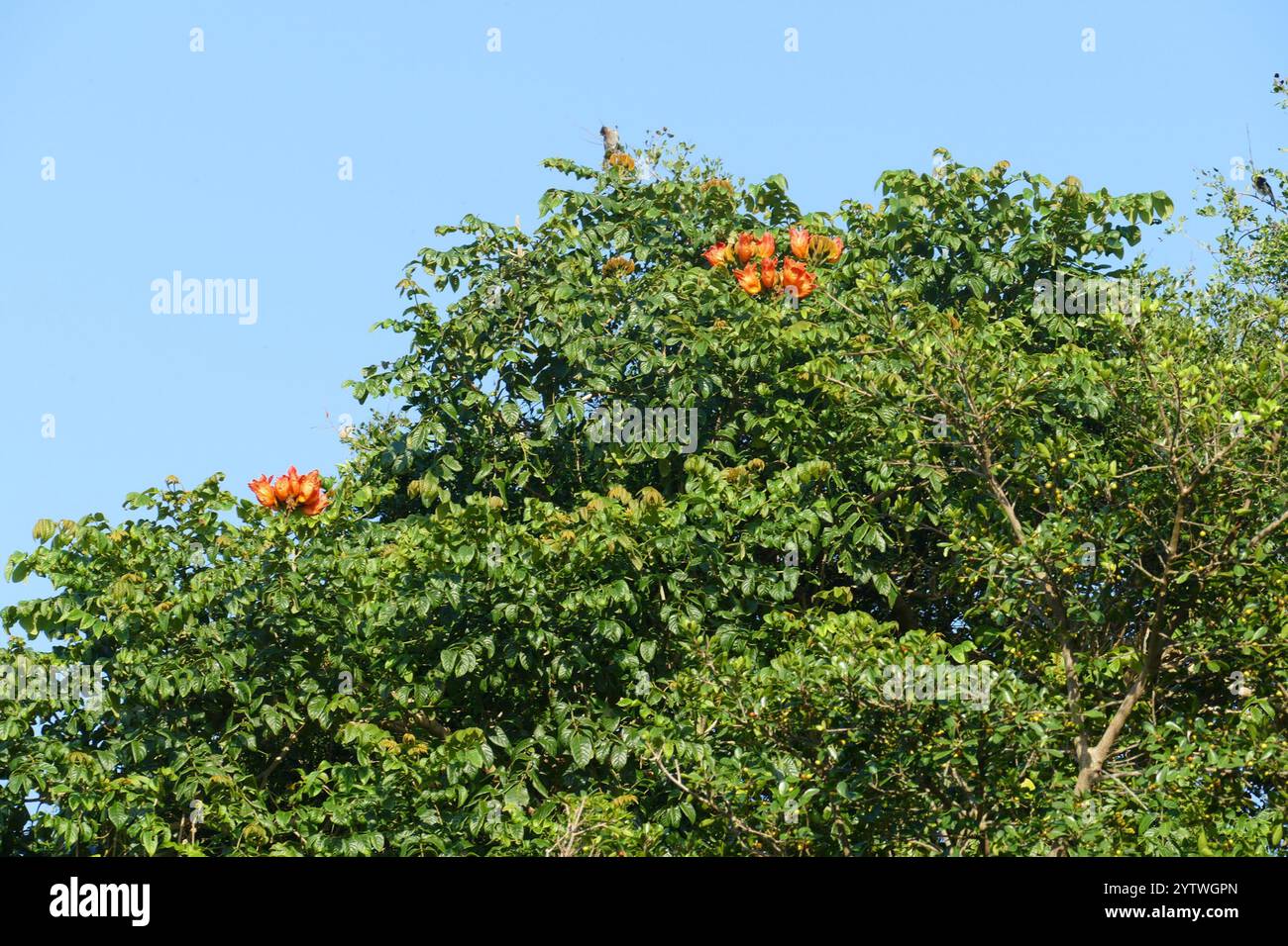 African tulip tree (Spathodea campanulata Stock Photo - Alamy