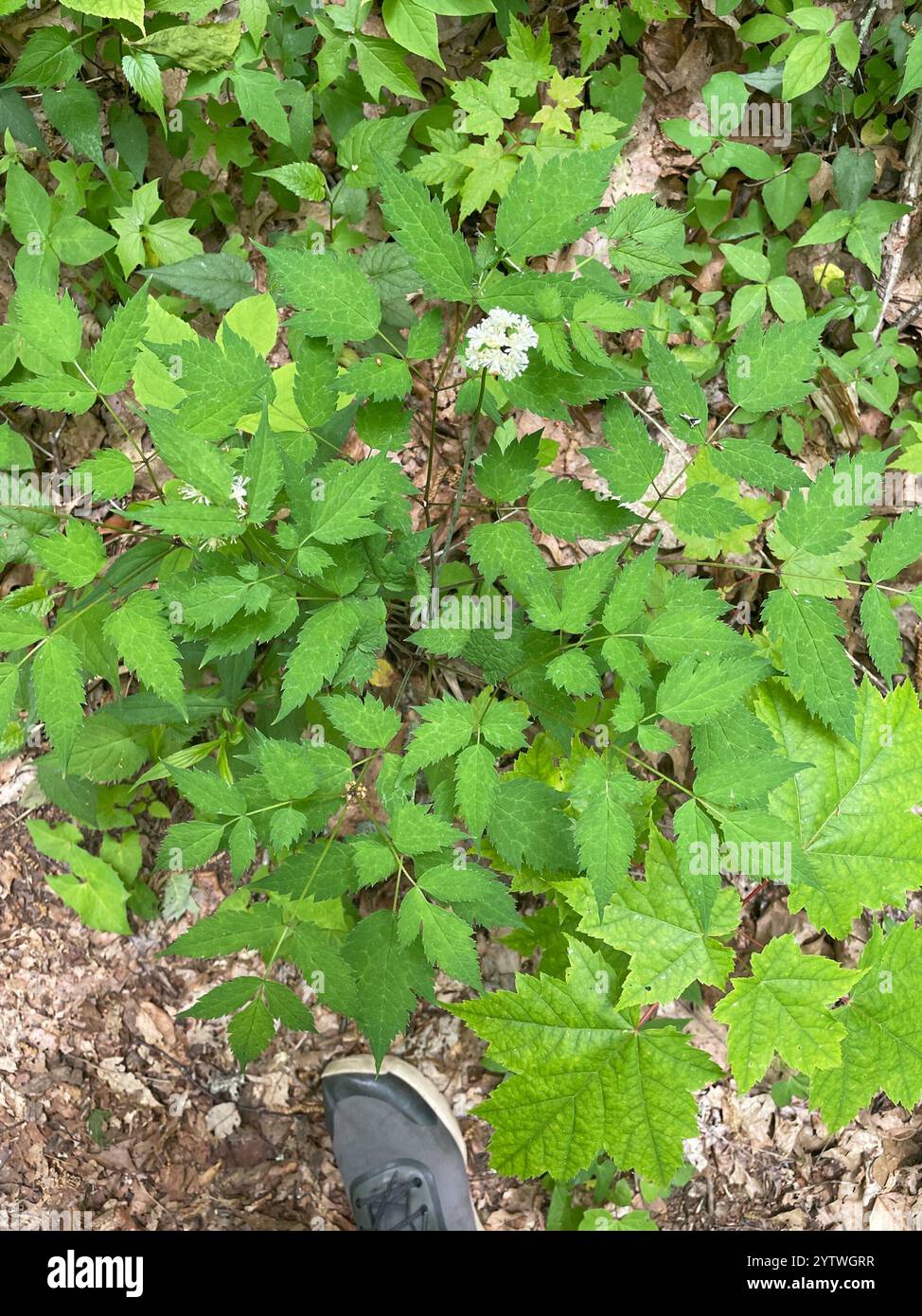 white baneberry (Actaea pachypoda Stock Photo - Alamy