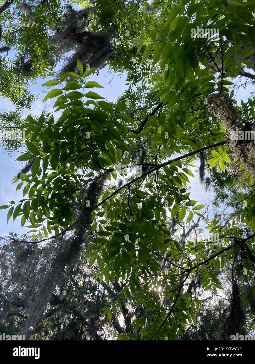 water hickory (Carya aquatica Stock Photo - Alamy