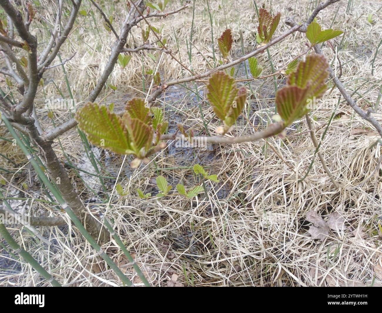 common alder (Alnus glutinosa Stock Photo - Alamy