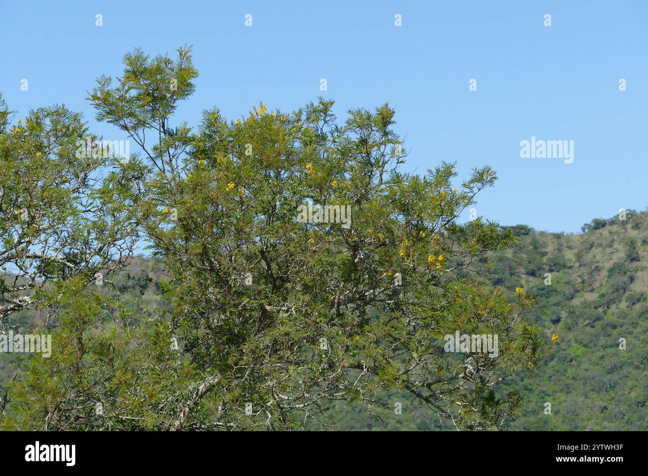 Weeping wattle (Peltophorum africanum Stock Photo - Alamy