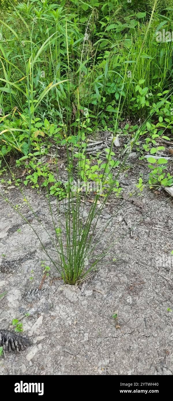 Leathery Rush (Juncus coriaceus Stock Photo - Alamy