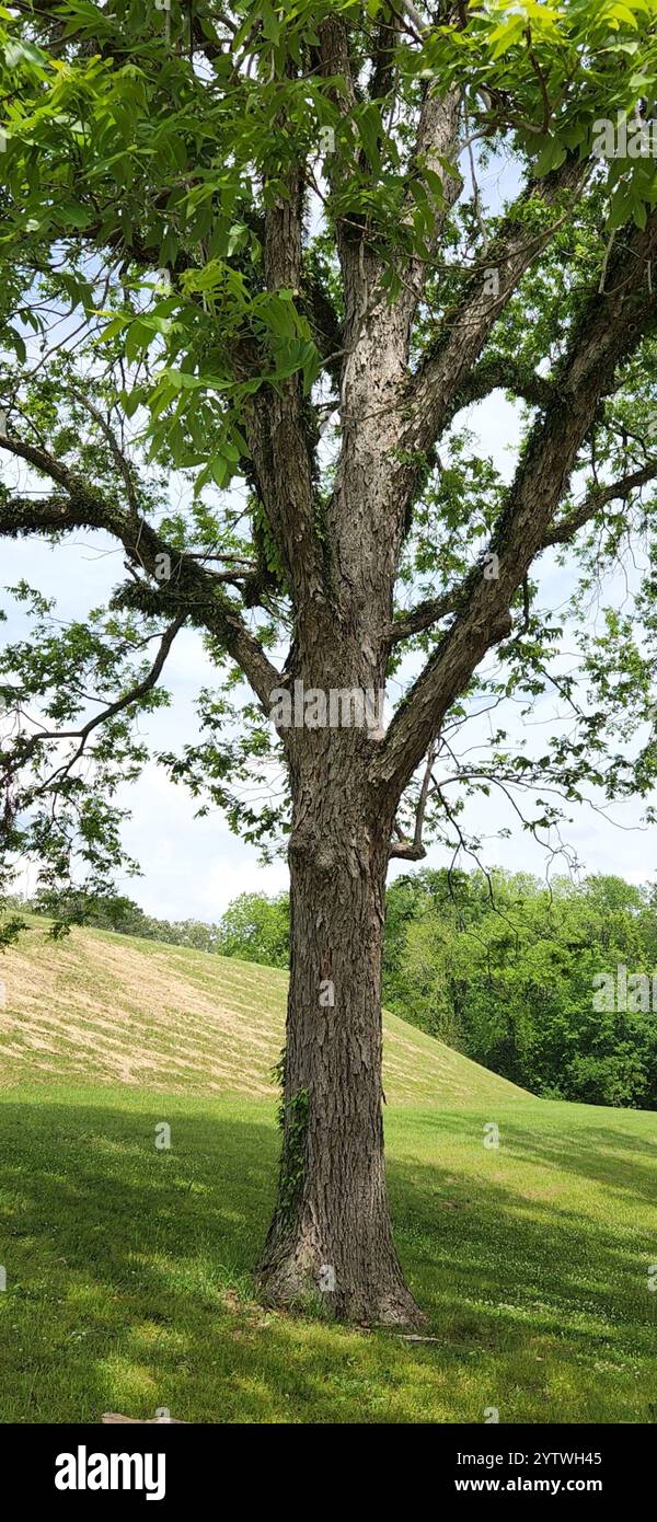 pecan (Carya illinoinensis Stock Photo - Alamy