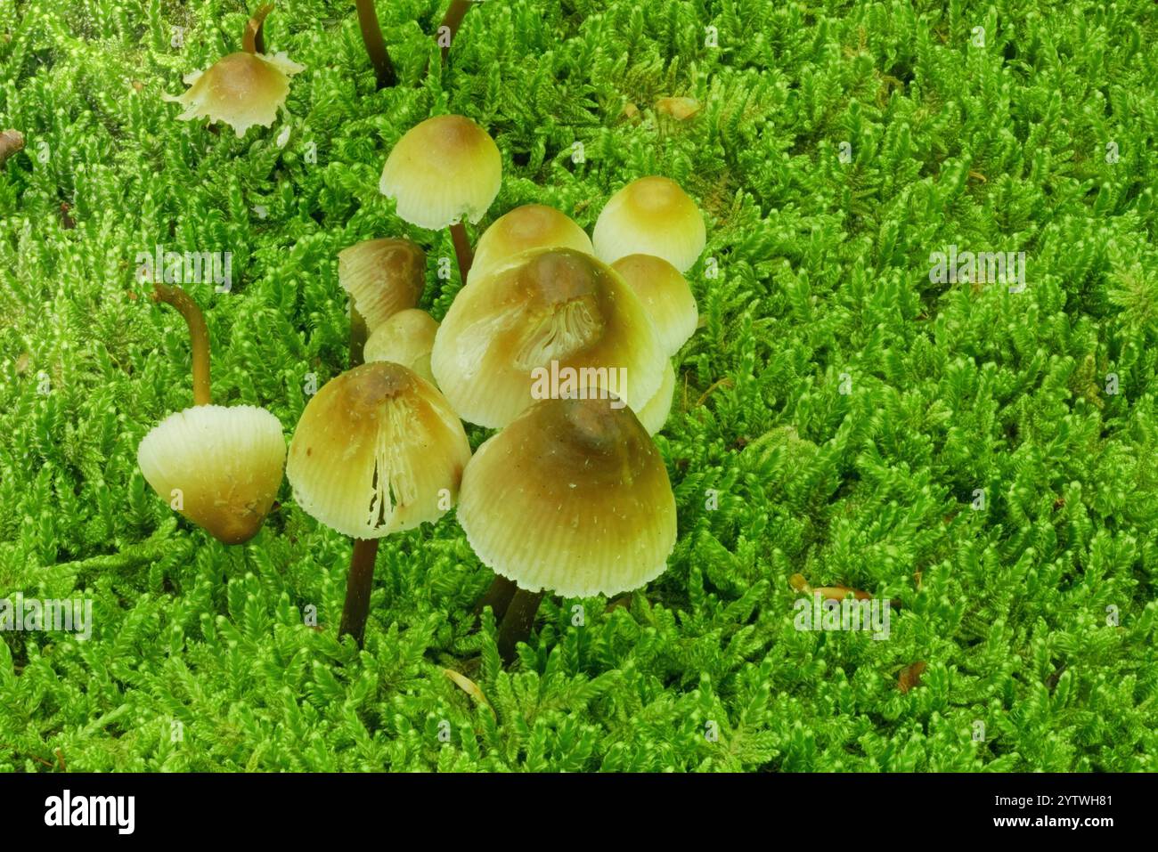 common bonnet (Mycena galericulata Stock Photo - Alamy