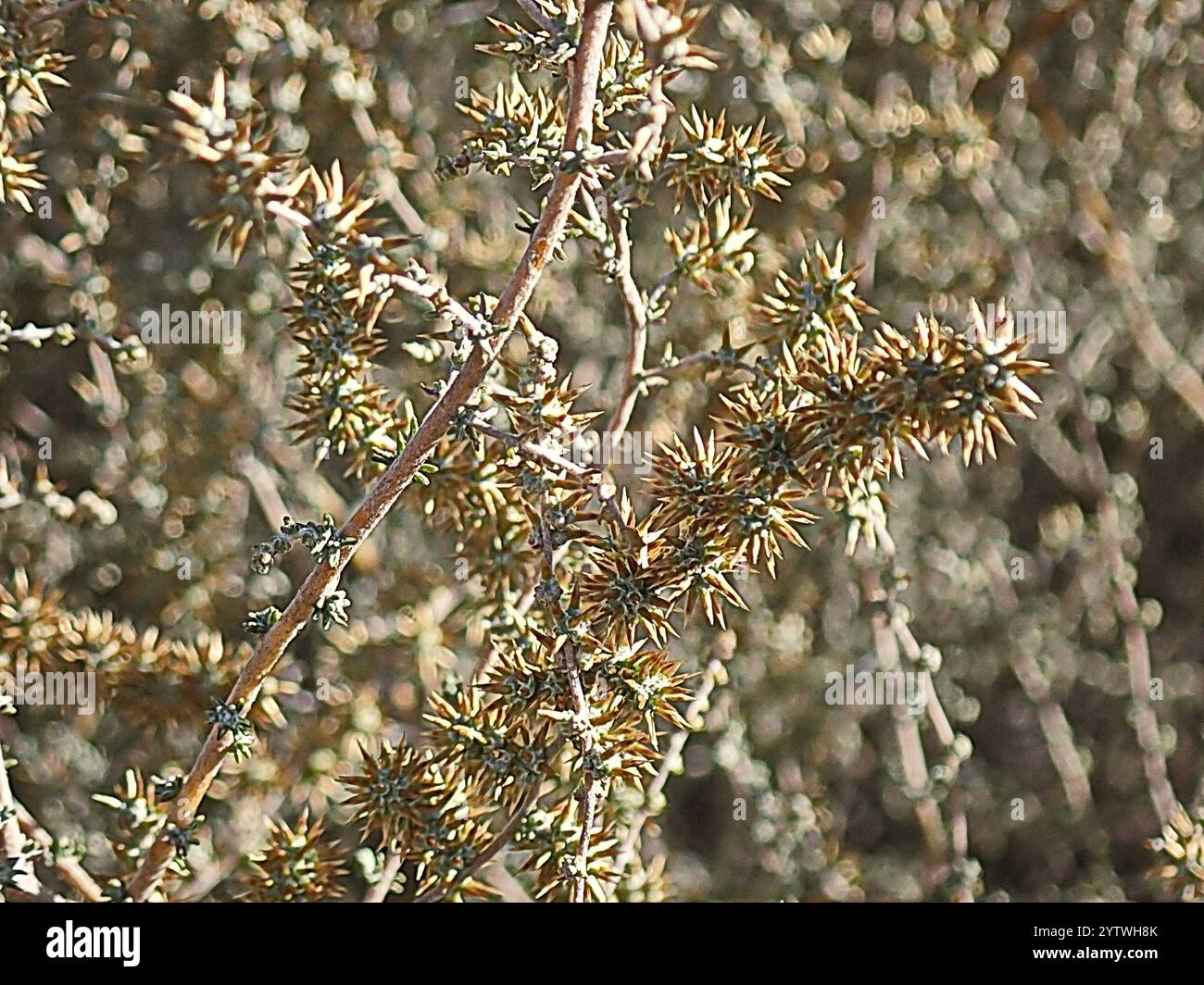 Bankrupt Bush (Seriphium plumosum Stock Photo - Alamy