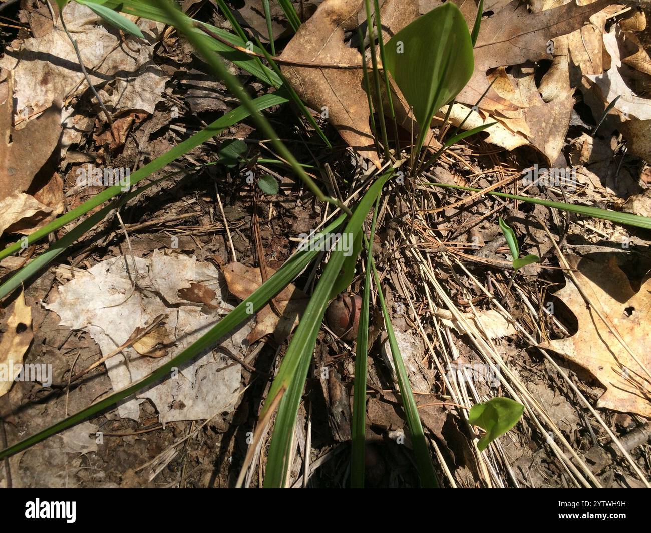 White-grained Mountain-ricegrass (Oryzopsis asperifolia Stock Photo - Alamy