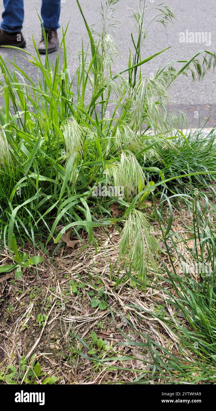Hairy Crabgrass (Digitaria sanguinalis Stock Photo - Alamy