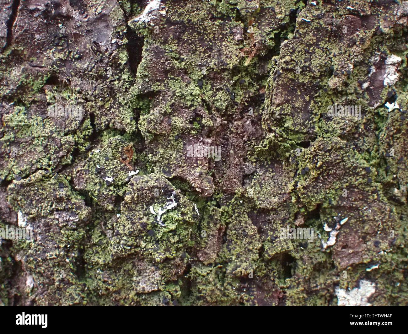 Lopadium hi-res stock photography and images - Alamy