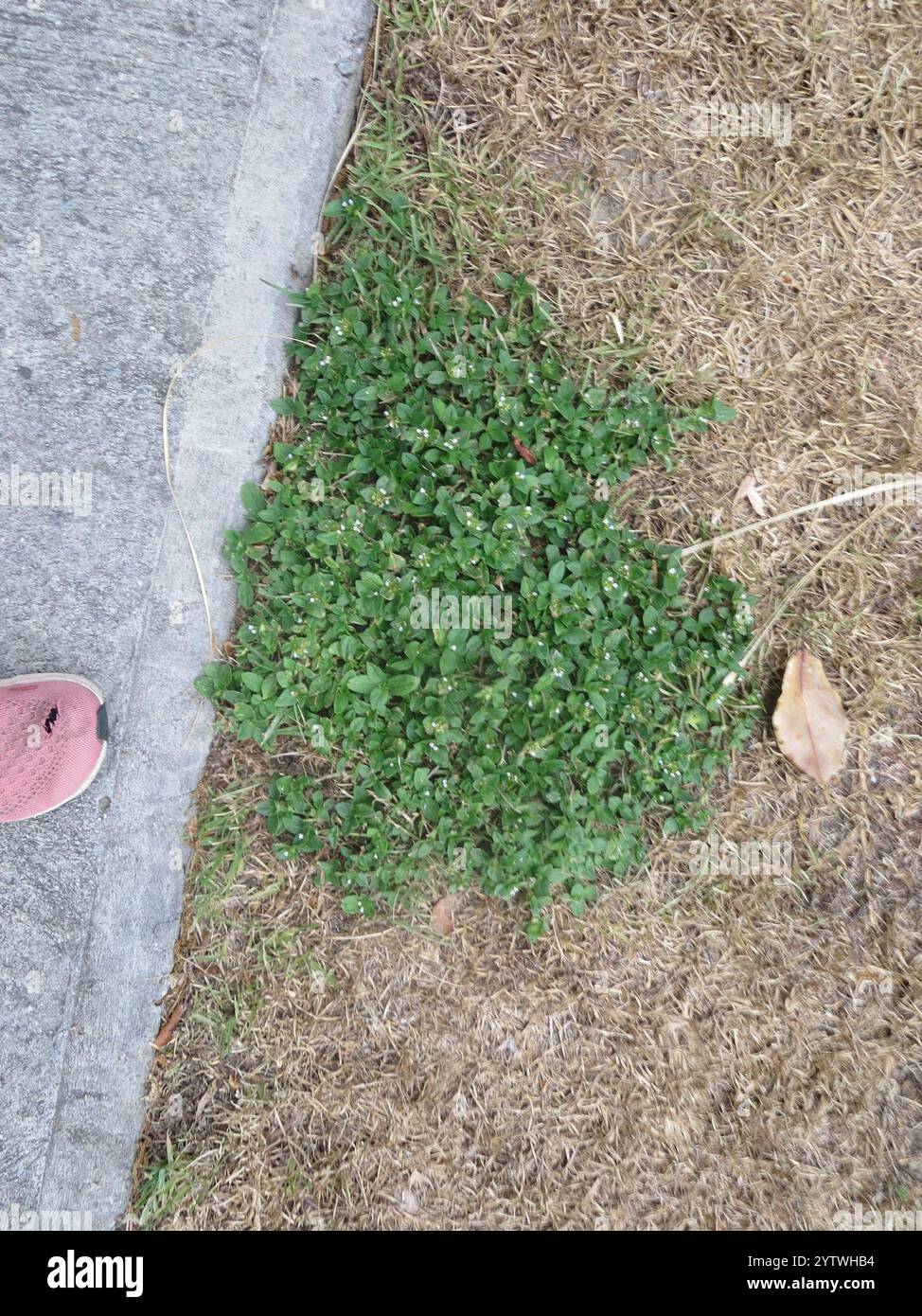 Tropical Mexican Clover (Richardia brasiliensis Stock Photo - Alamy