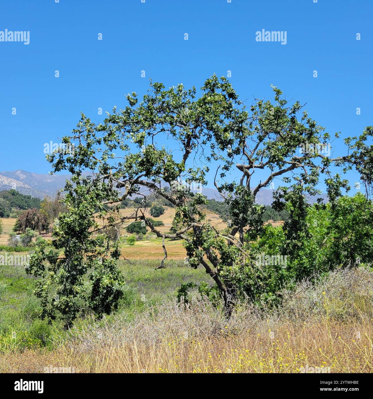 valley oak (Quercus lobata Stock Photo - Alamy