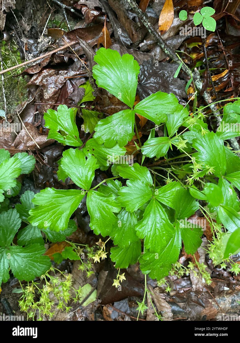 Fragarioides hi-res stock photography and images - Alamy
