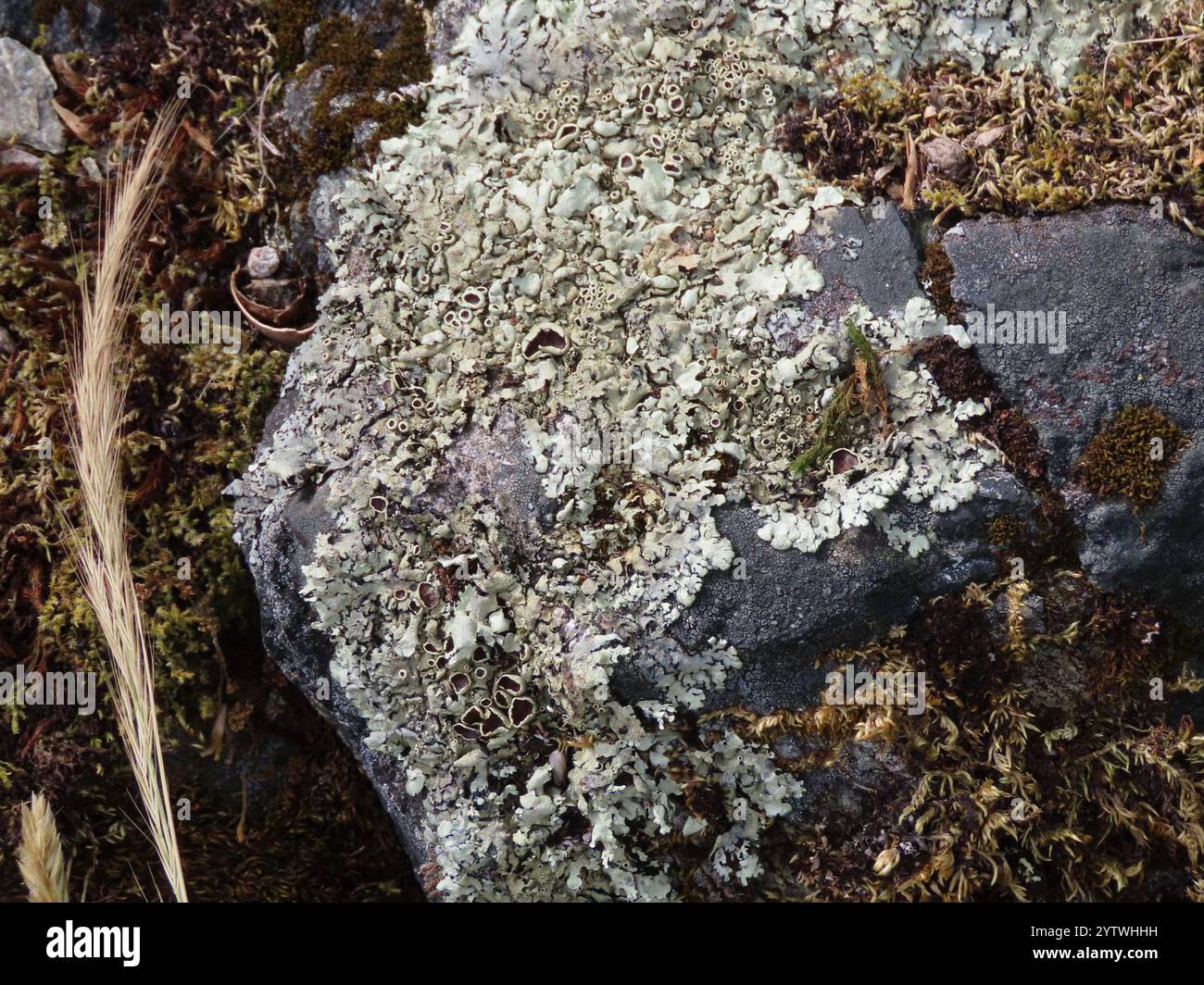 rock shield lichens (Xanthoparmelia Stock Photo - Alamy