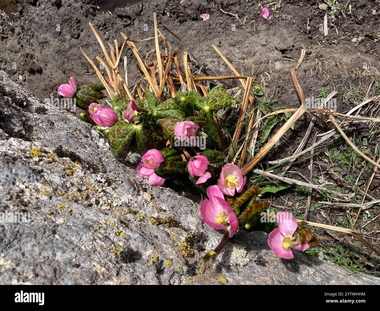 Himalayan Mayapple (Podophyllum hexandrum Stock Photo - Alamy