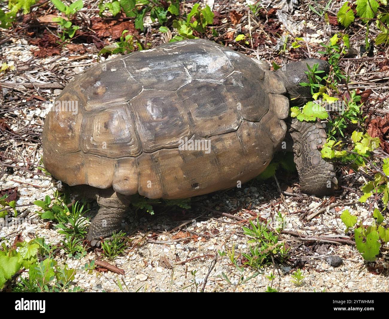 Gopher Tortoise (Gopherus polyphemus Stock Photo - Alamy