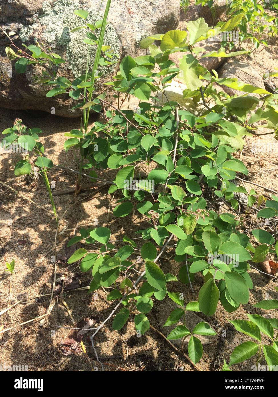 Low Serviceberry (Amelanchier humilis Stock Photo - Alamy