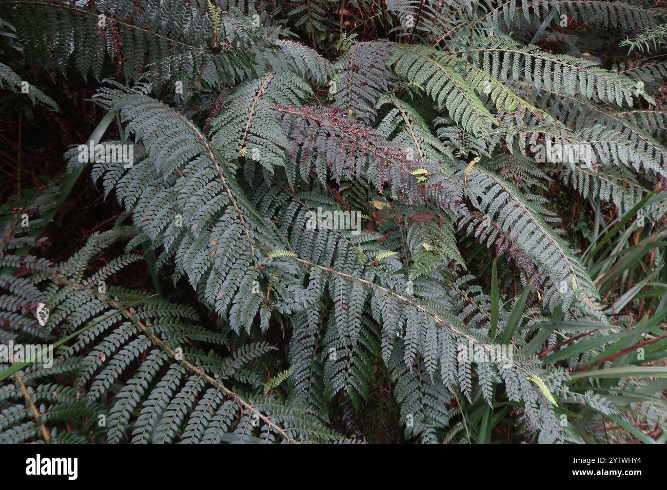 Mother shield fern hi-res stock photography and images - Alamy