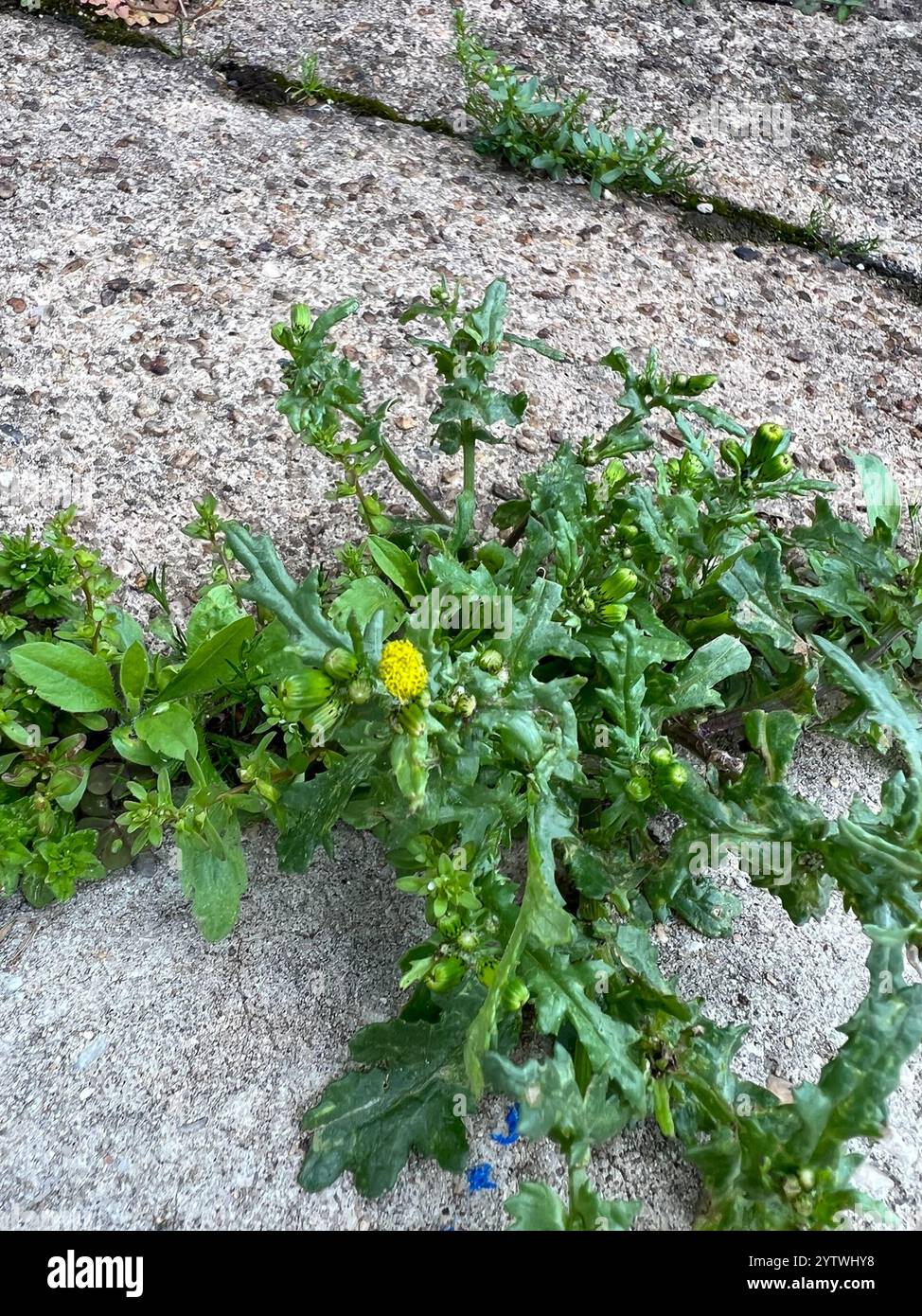 common groundsel (Senecio vulgaris Stock Photo - Alamy
