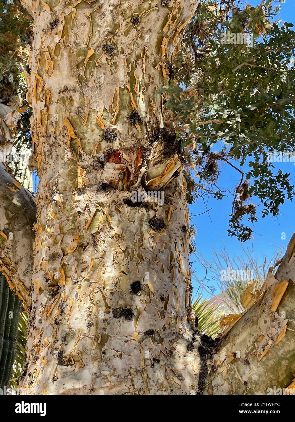 Baja Elephant Tree (Pachycormus discolor Stock Photo - Alamy