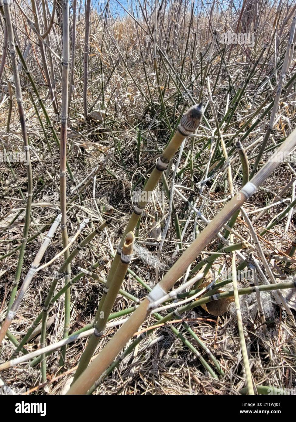 rough horsetail (Equisetum hyemale Stock Photo - Alamy