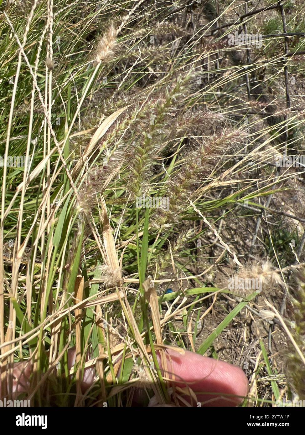 buffelgrass (Cenchrus ciliaris Stock Photo - Alamy