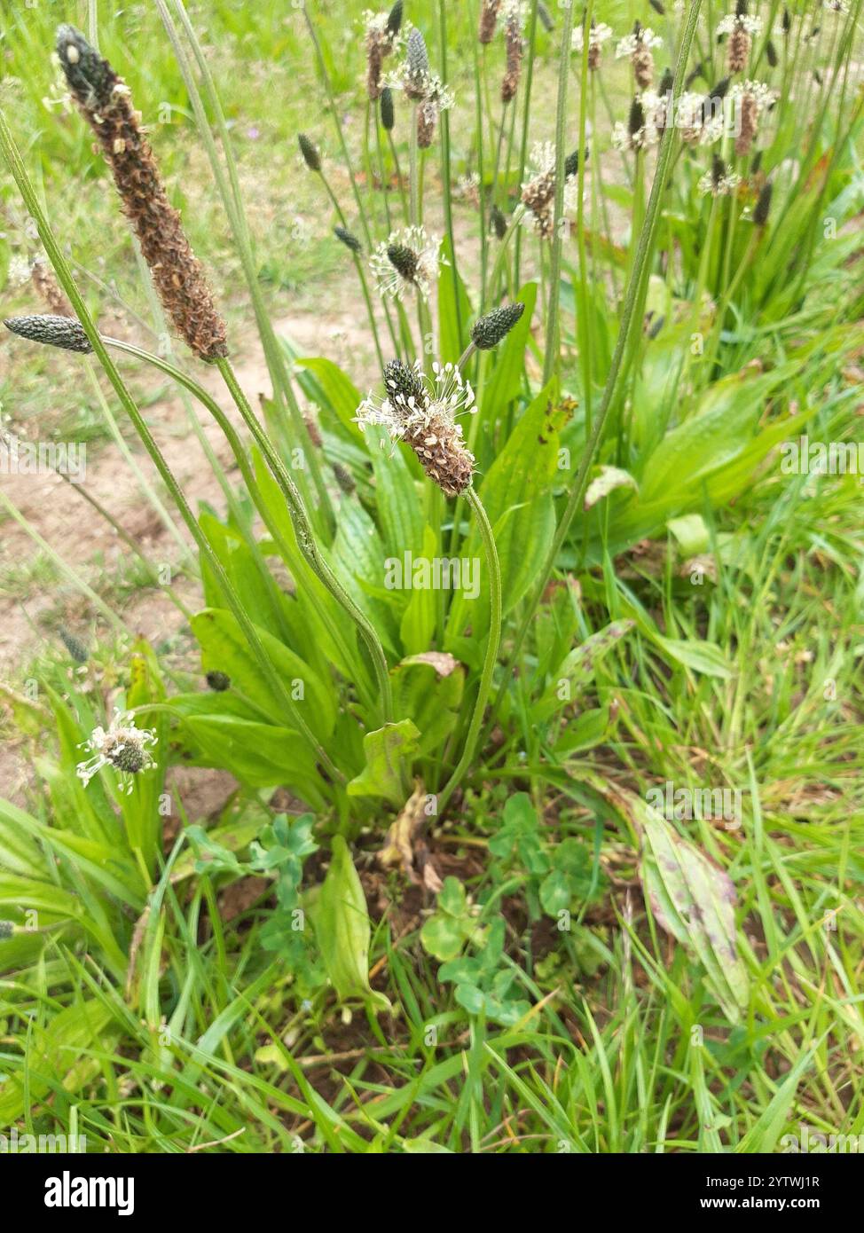 ribwort plantain (Plantago lanceolata Stock Photo - Alamy