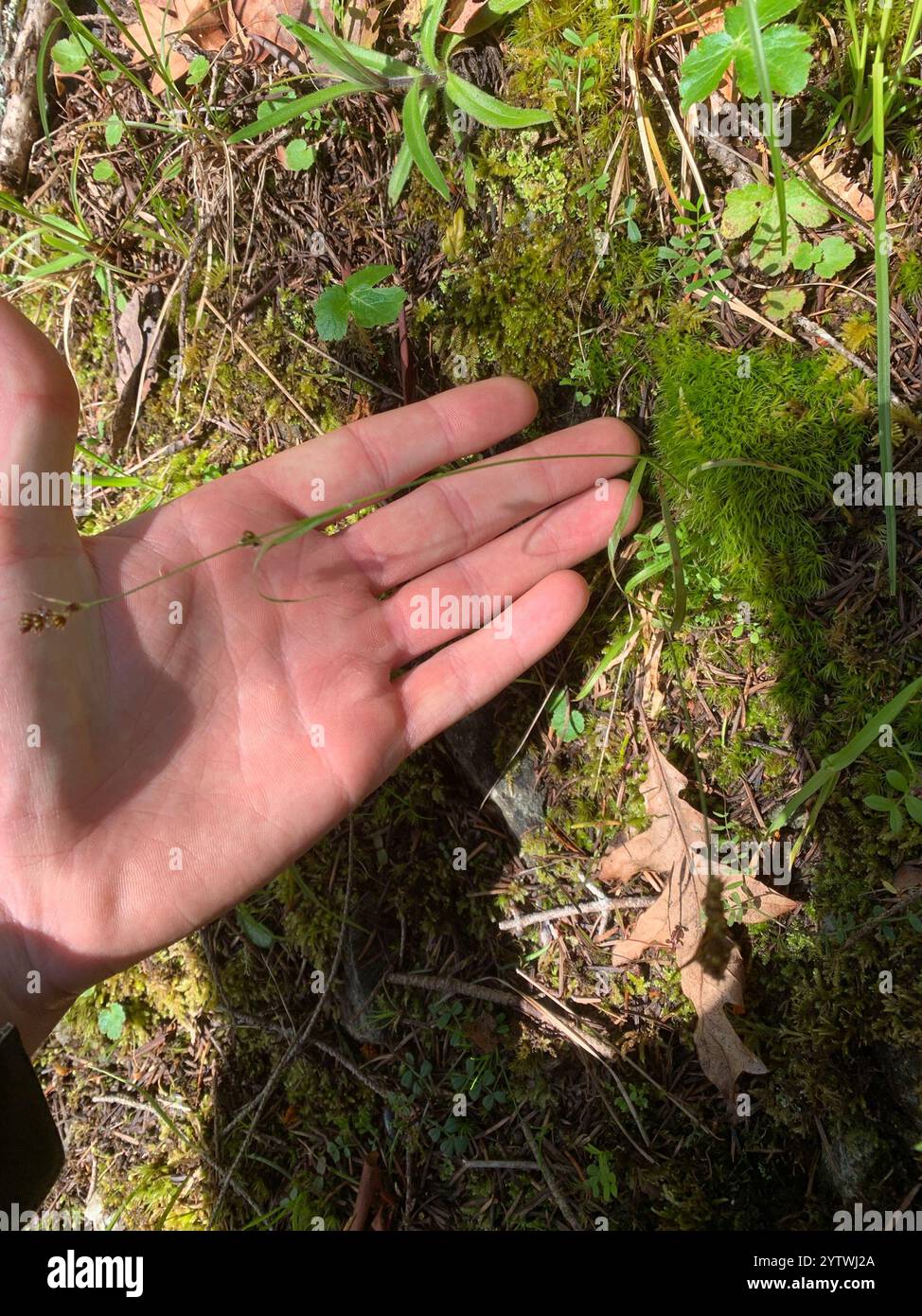 Pacific Woodrush (Luzula comosa Stock Photo - Alamy