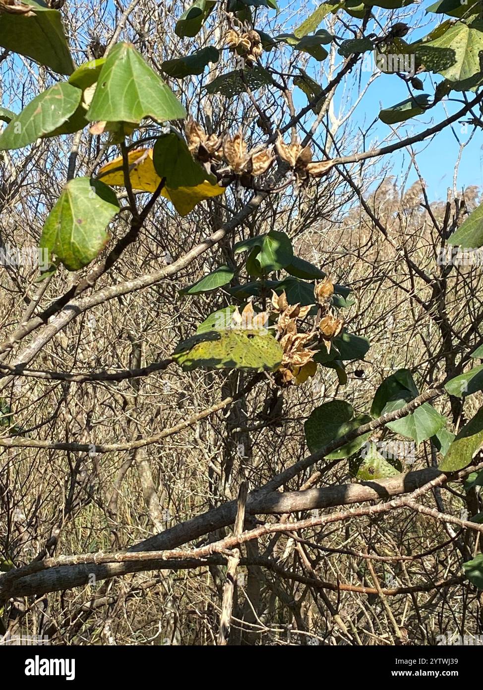 sea hibiscus (Hibiscus tiliaceus Stock Photo - Alamy