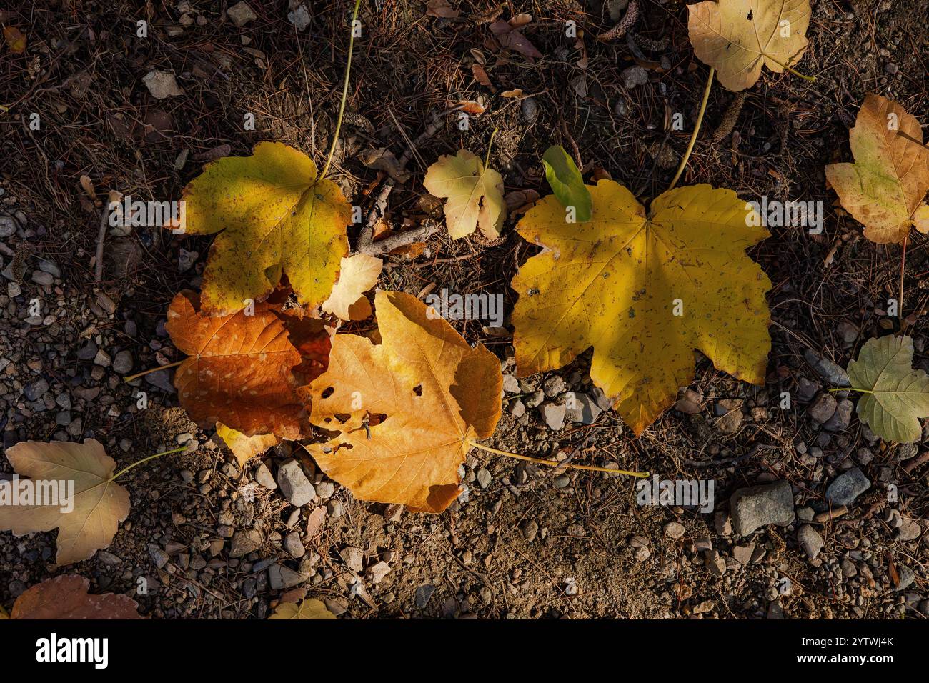 Golden autumn leaves scattered on the forest floor in Jamshidieh Park ...