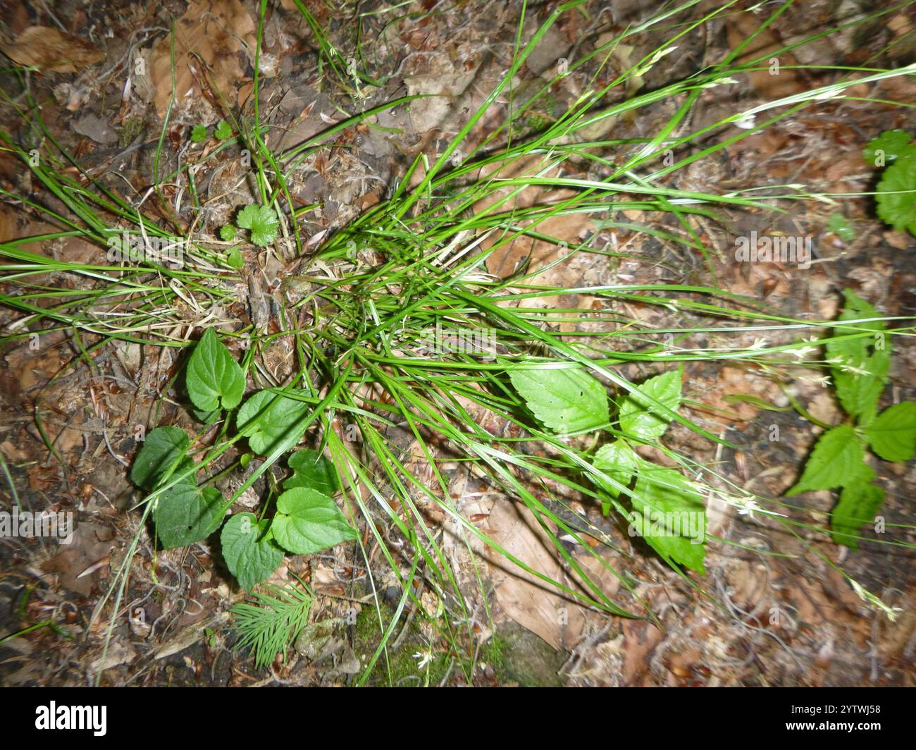 Remote Sedge (Carex remota Stock Photo - Alamy