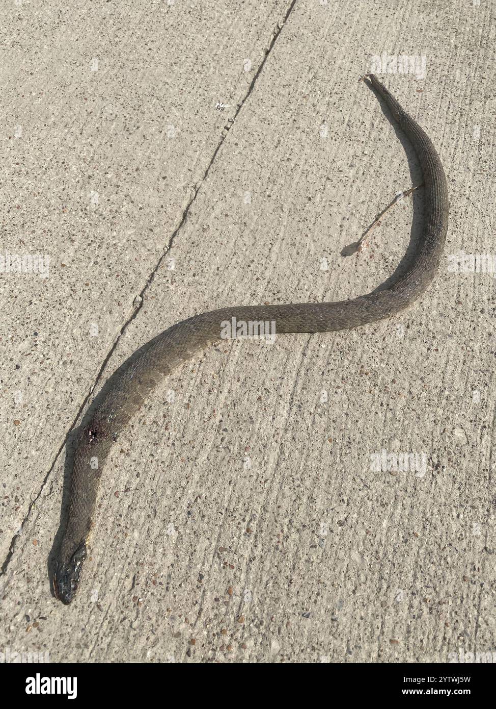 Plain-bellied Watersnake (Nerodia erythrogaster Stock Photo - Alamy