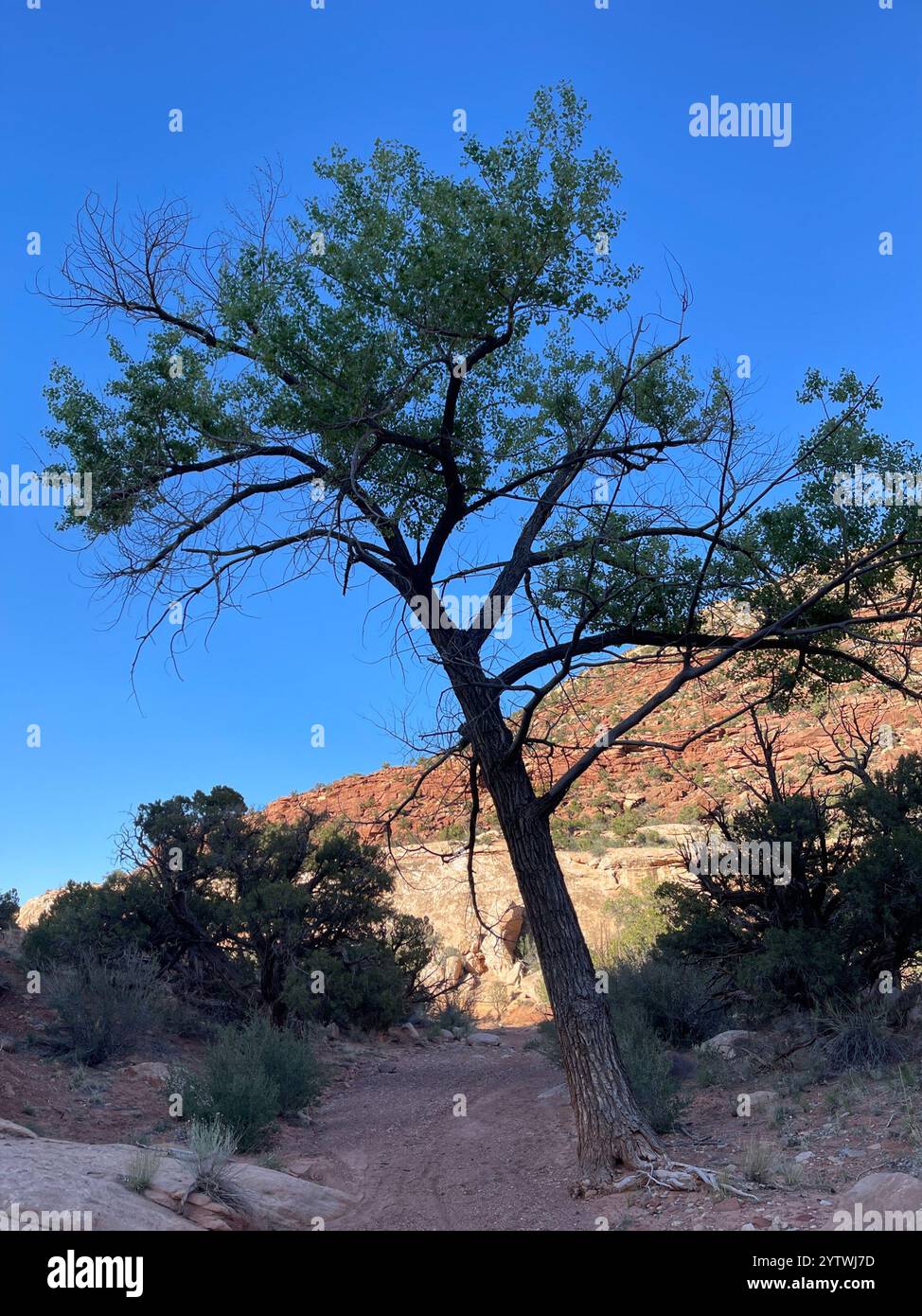 Fremont Cottonwood (Populus fremontii Stock Photo - Alamy