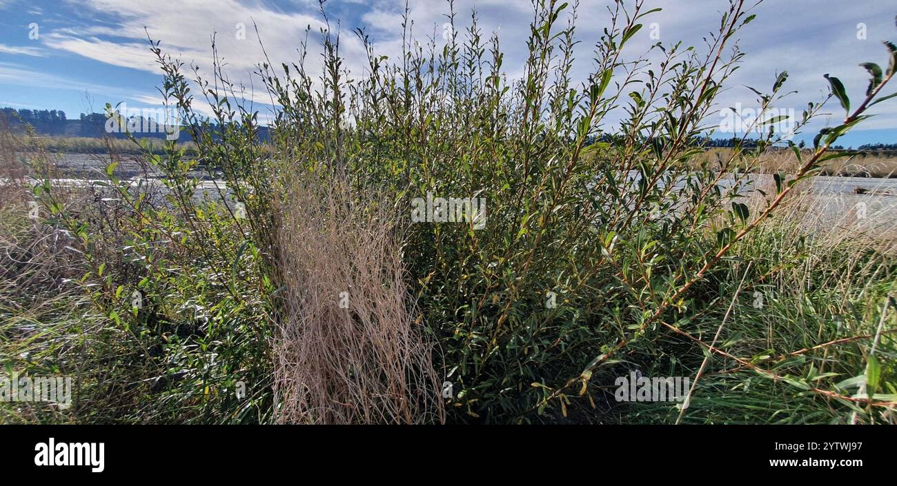 hybrid crack willow (Salix × fragilis Stock Photo - Alamy