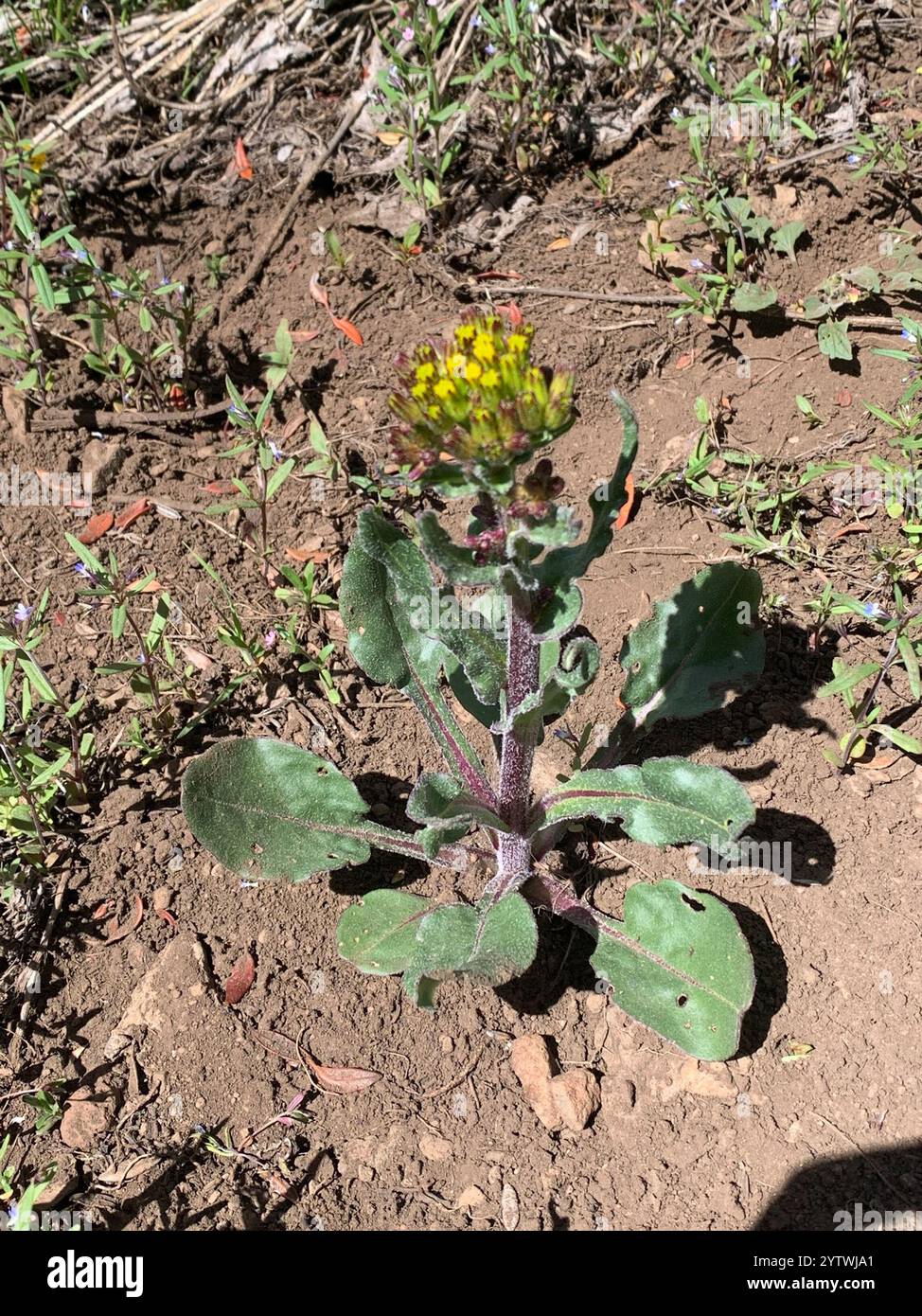 rayless ragwort (Senecio aronicoides Stock Photo - Alamy