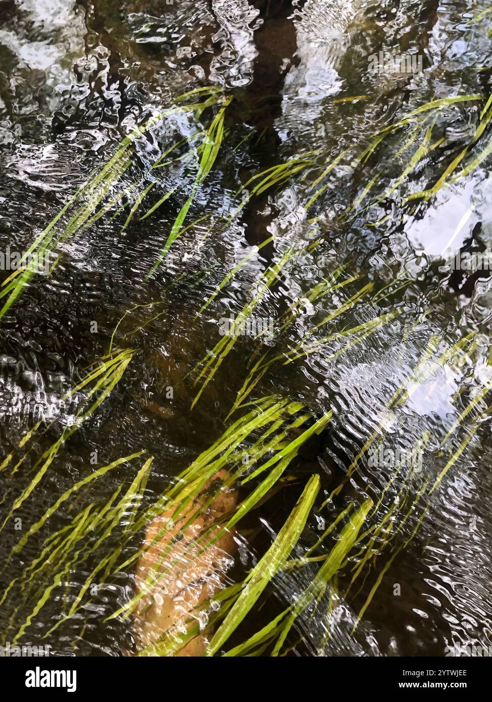 American bur reed hi-res stock photography and images - Alamy