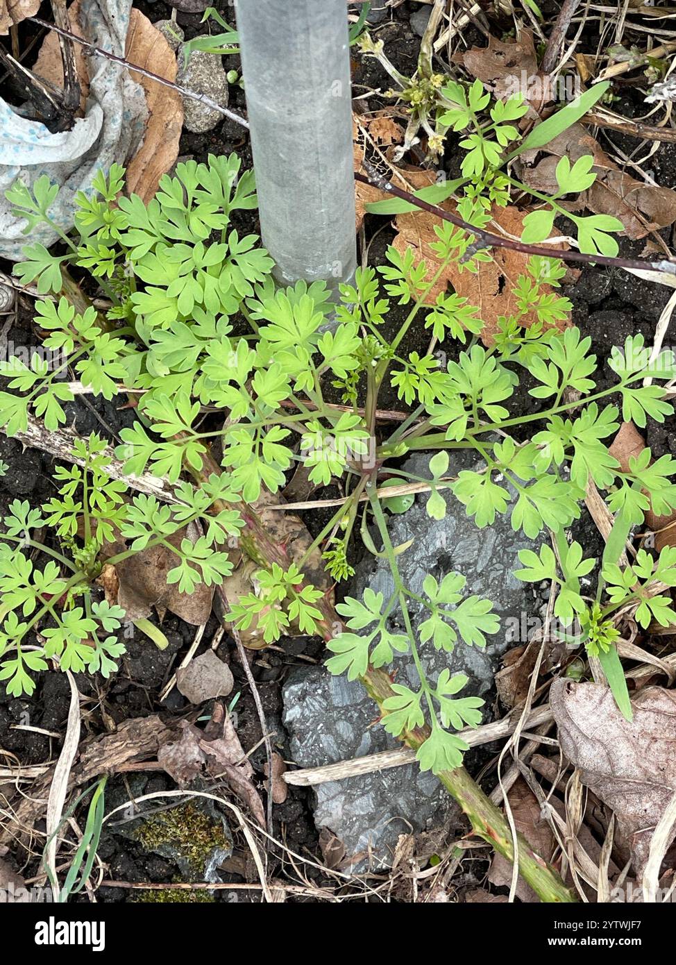 Common Fumitory (Fumaria officinalis Stock Photo - Alamy