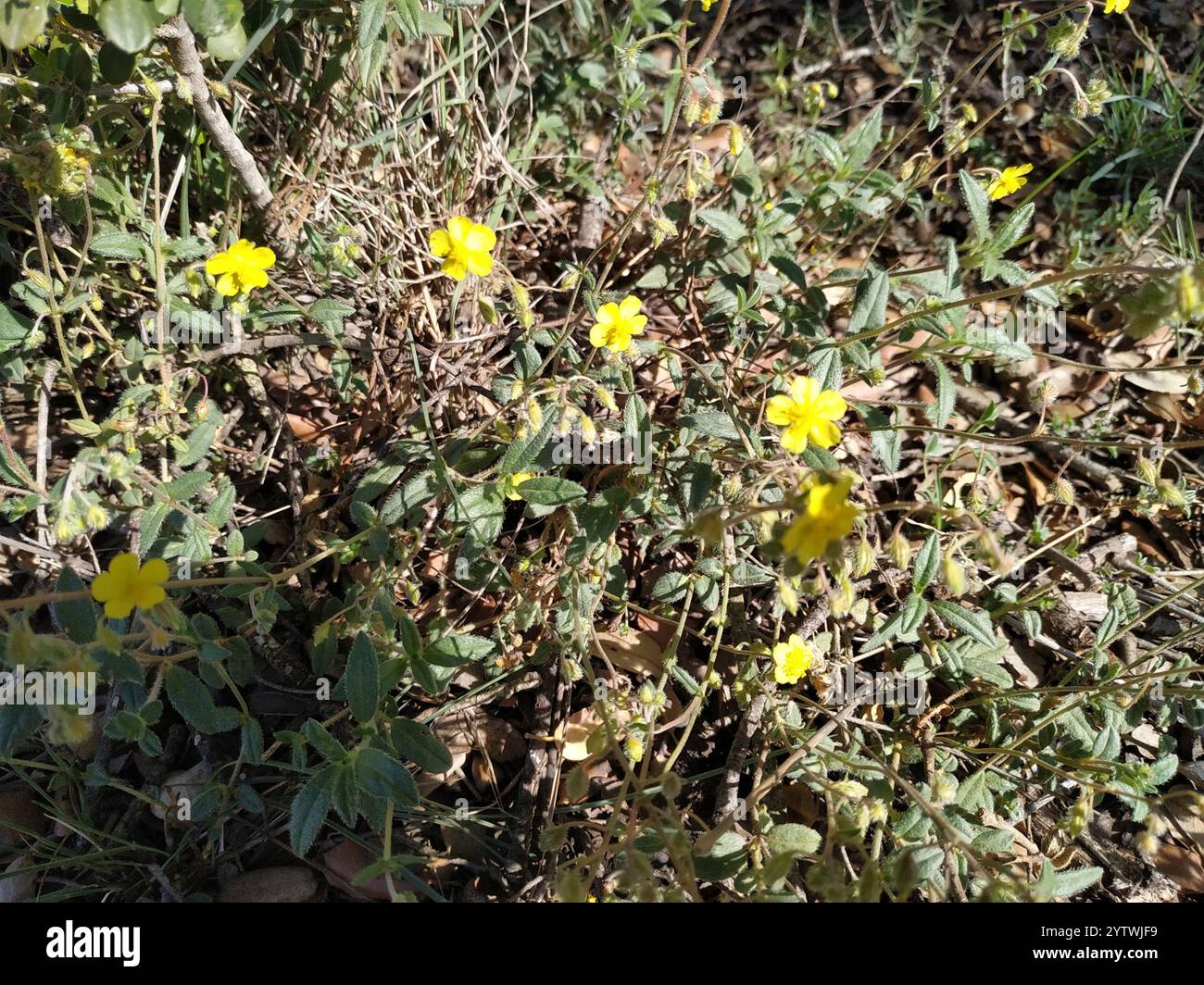 dwarf rock-roses (Helianthemum Stock Photo - Alamy