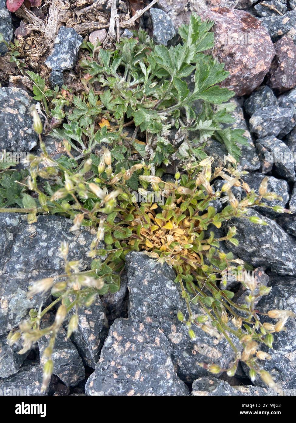 Little mouse ear hi-res stock photography and images - Alamy