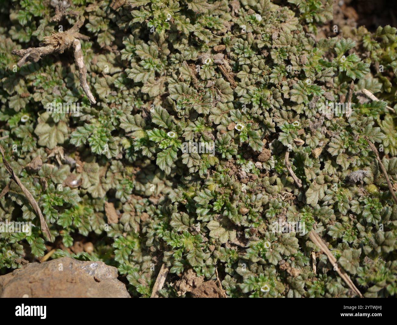 Coldenia hi-res stock photography and images - Alamy